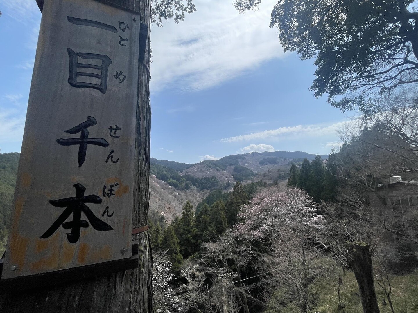 桜の吉野路 金峯山寺2024.3.31 / Andyさんのウォーキングの活動データ | YAMAP / ヤマップ