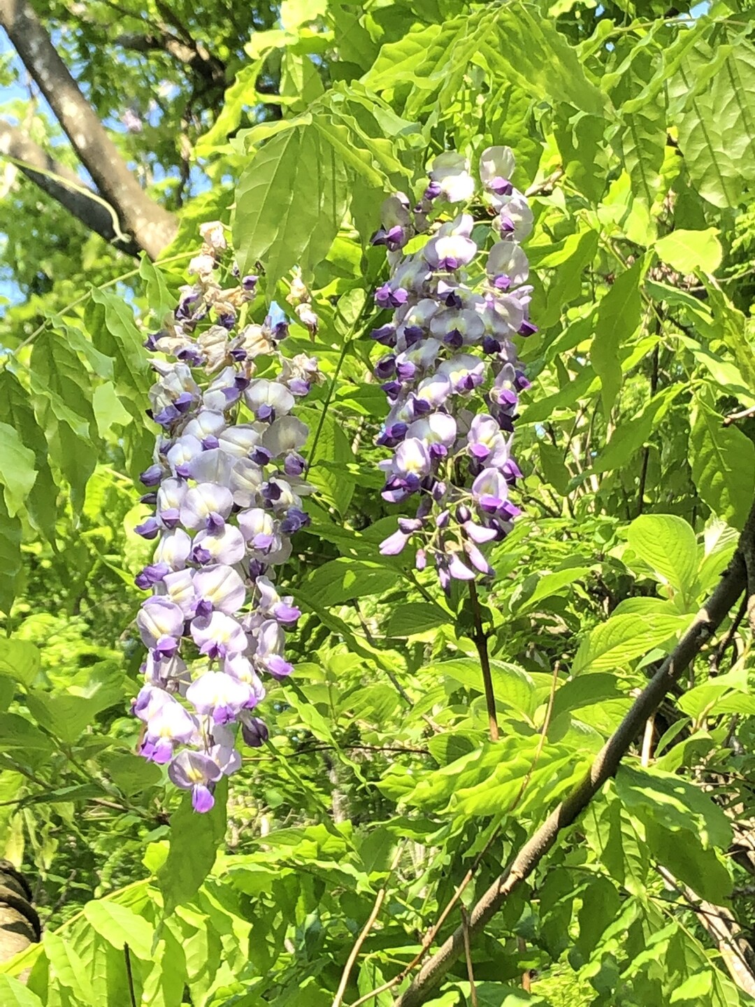 下市山-2022-05-03 / ma_han_mさんの下市山の活動データ | YAMAP / ヤマップ