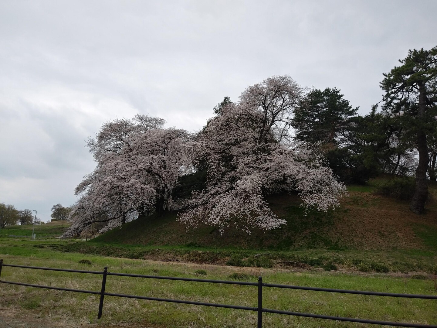 吉井町のカタクリを見てから、七輿山古墳へ... / Rileyさんのモーメント | YAMAP / ヤマップ