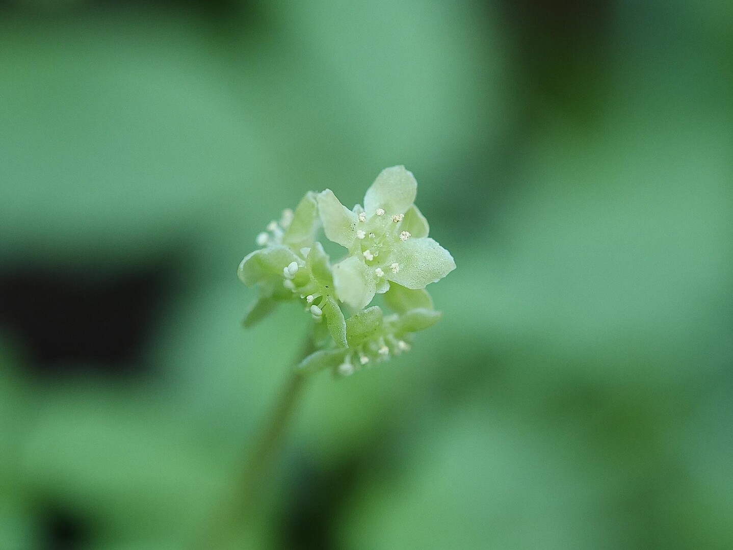 Adoxa moschatellina ... / カヲルさんのモーメント | YAMAP / ヤマップ