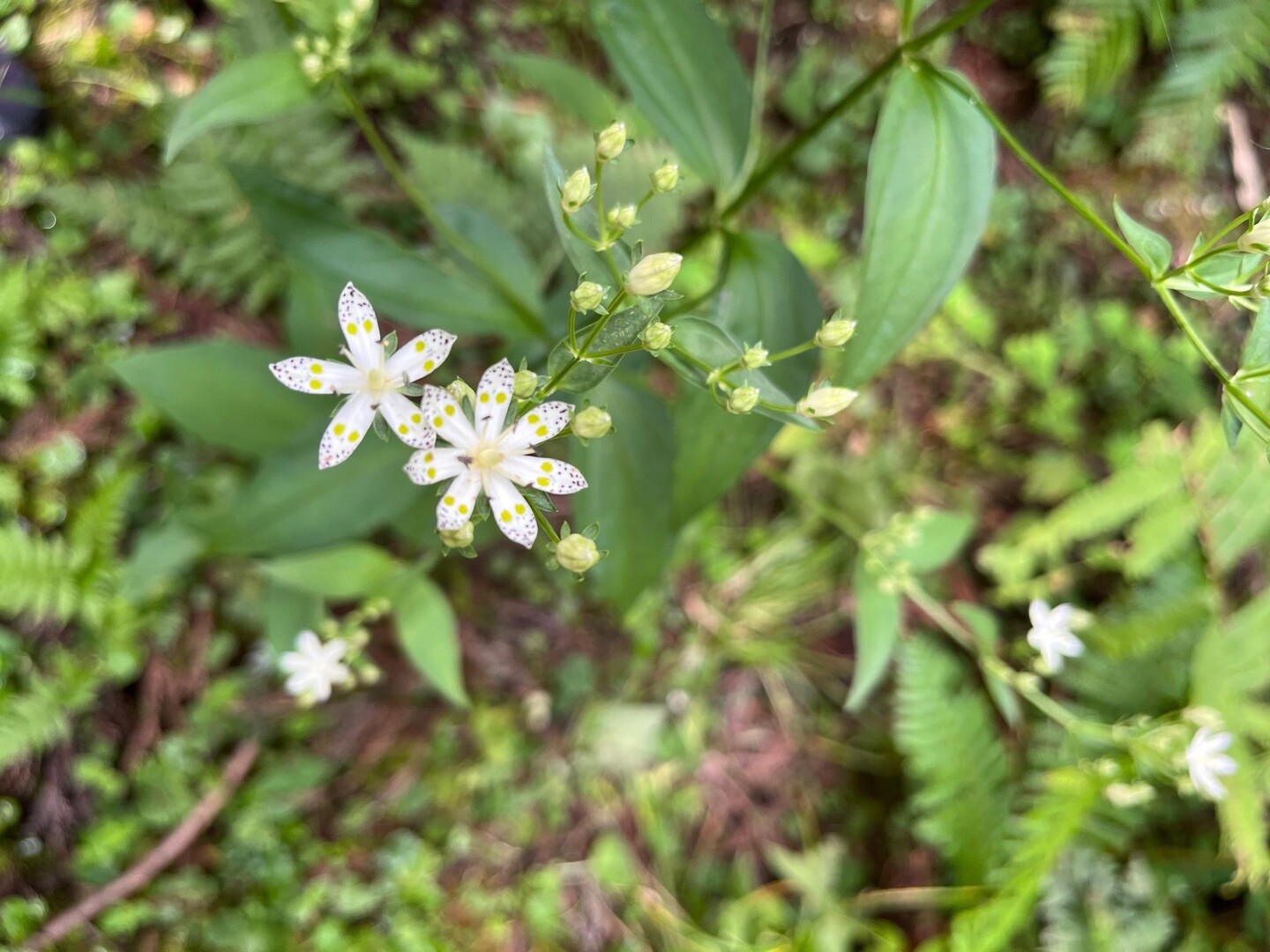 猪臥山 中ルートから電波塔ルート / jiro23さんの猪臥山の活動データ | YAMAP / ヤマップ