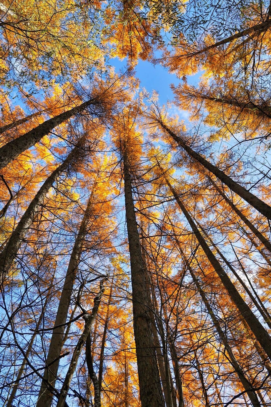 「R6デビューのお話」 納品まで3ヶ月待... / 犬太さんのモーメント | YAMAP / ヤマップ