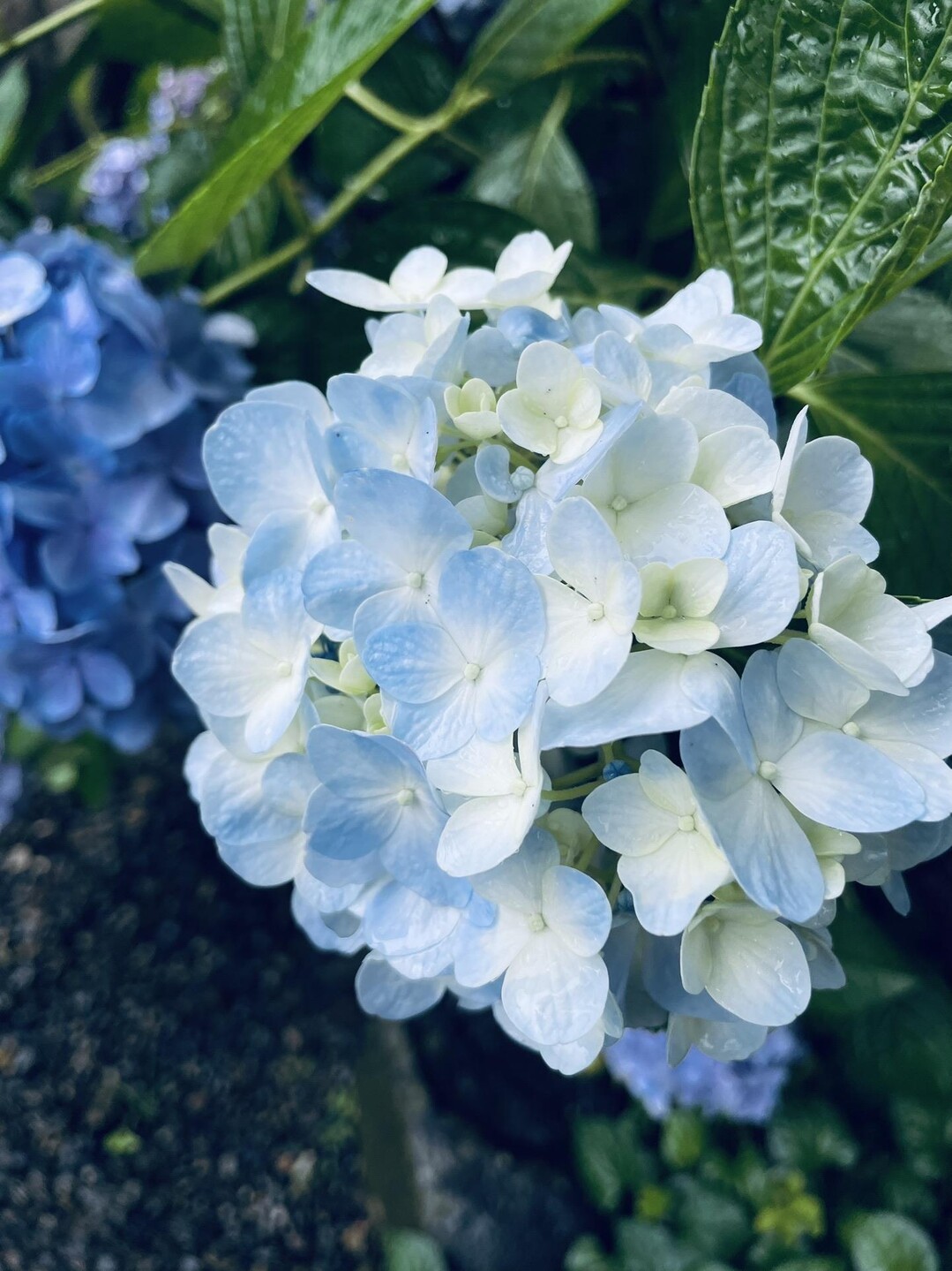 そろそろ梅雨も終わり☔️ / brocken_sさんのモーメント | YAMAP / ヤマップ