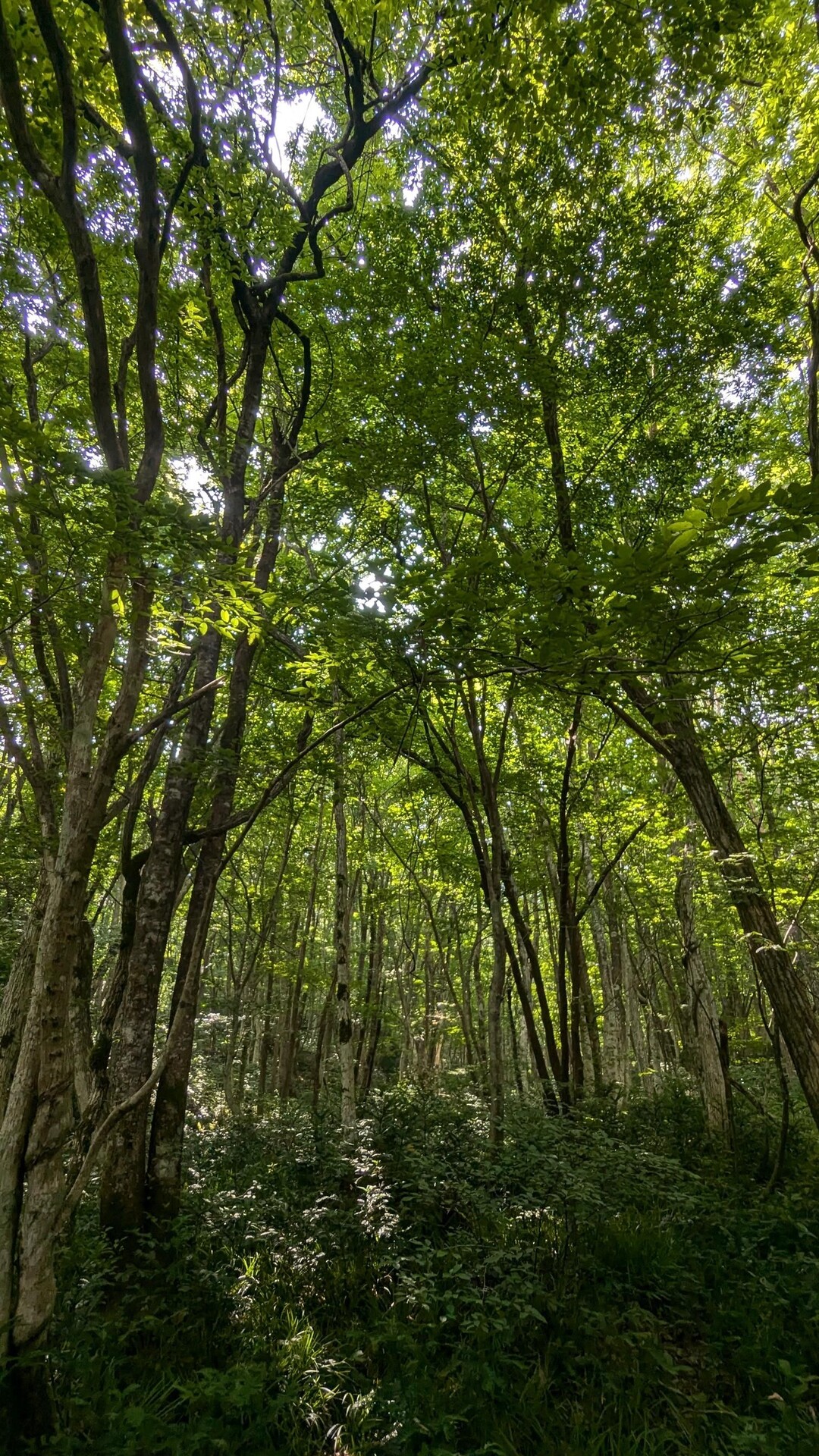 20240804 広島県 大暮毛無山 / Kyo_omiさんの天狗石山・阿佐山(安佐山)・三ツ石山の活動データ | YAMAP / ヤマップ