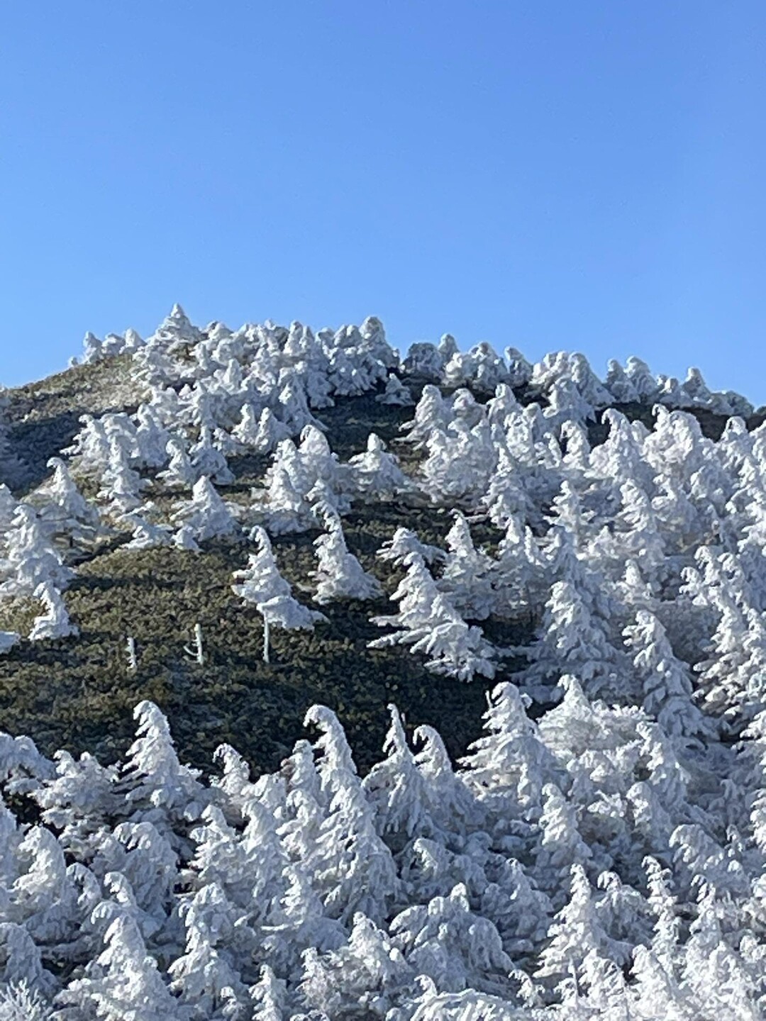 南沢山・横川山（湯舟沢山） / motovskyさんの恵那山・大判山・神坂山の活動データ | YAMAP / ヤマップ