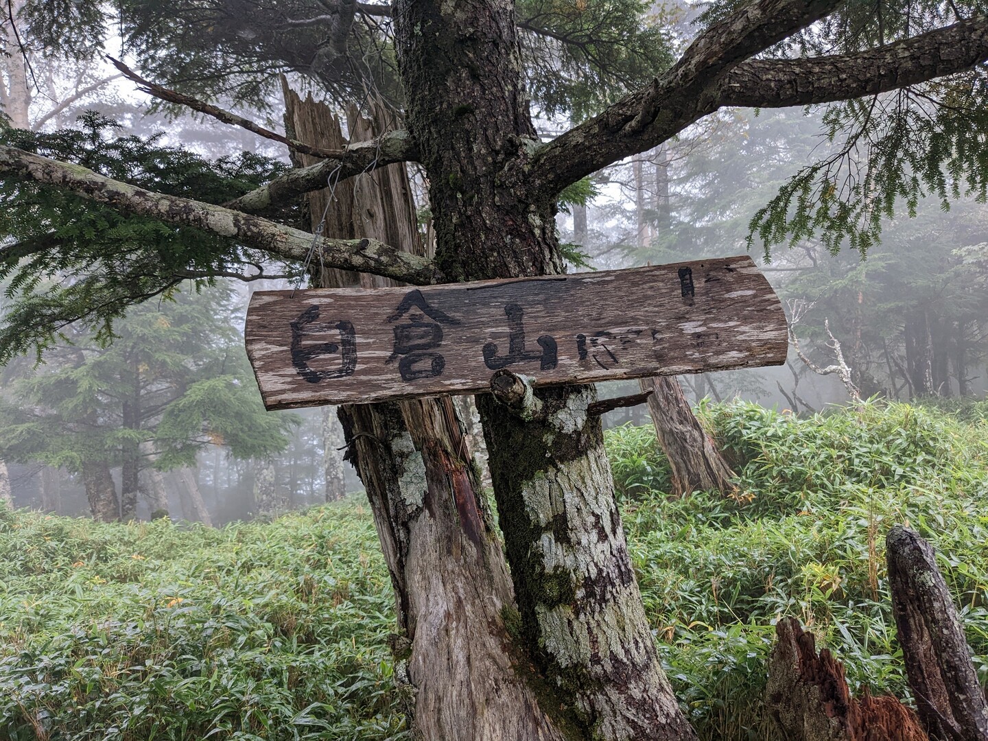 南アルプス深南部 兵越峠→朝日山→平森山→白倉山 ピストン🔄 / shigezoさんのハイキングの活動データ | YAMAP / ヤマップ