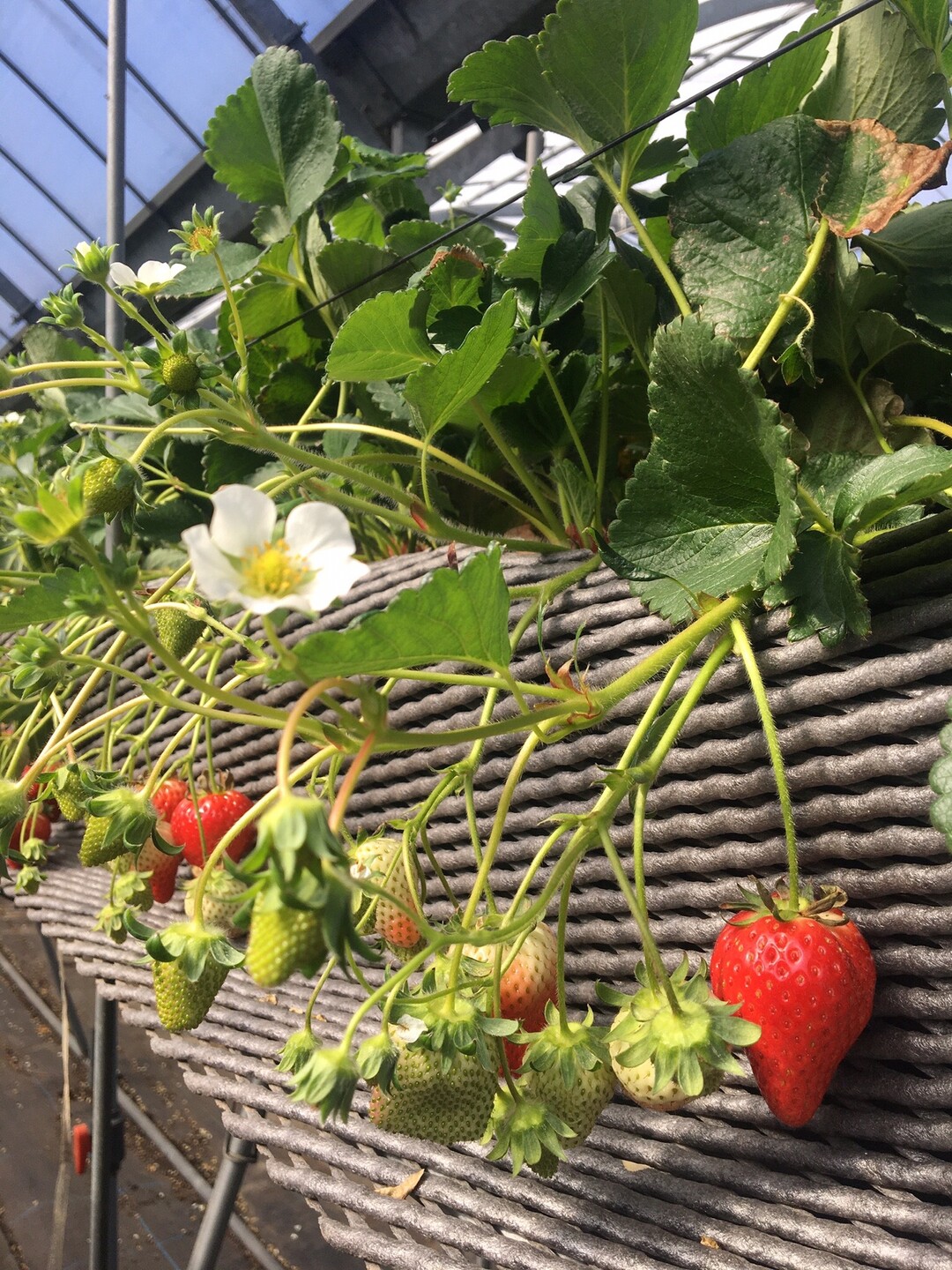 春を満喫出来るお気に入りの場所へドライブ... / genieさんのモーメント | YAMAP / ヤマップ