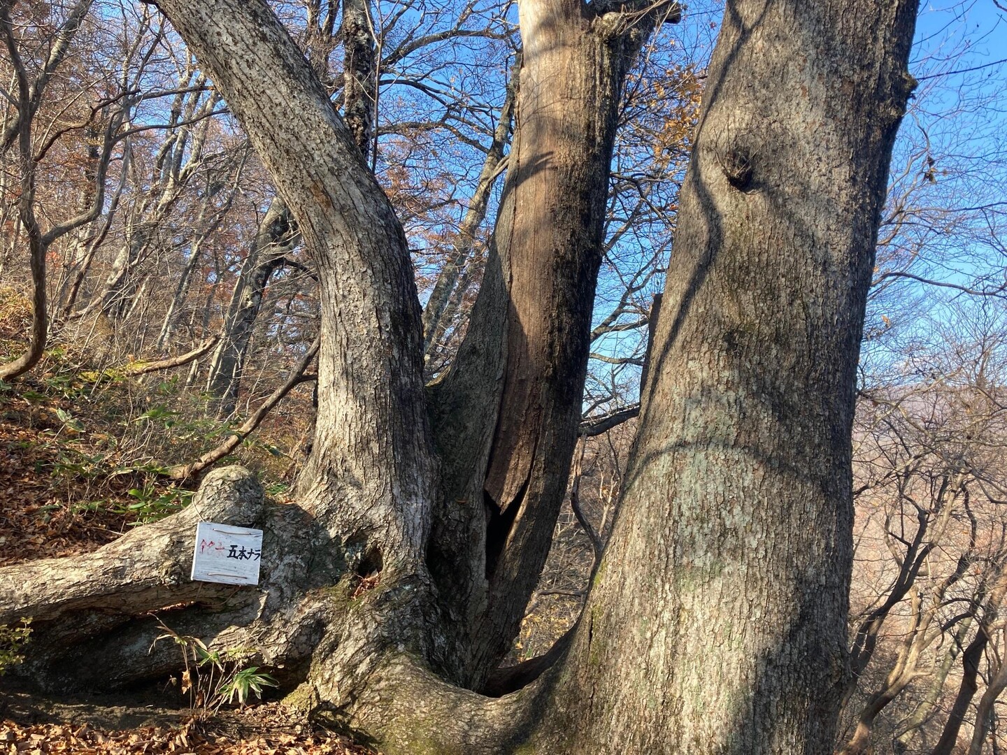 noriさんの投稿したフィールドメモ | YAMAP / ヤマップ