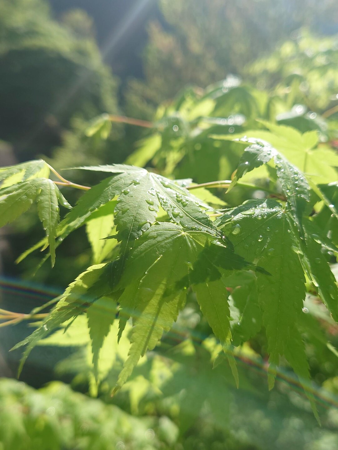 奥三界岳〜Variation〜 / marzさんの奥三界岳・夕森山の活動データ | YAMAP / ヤマップ