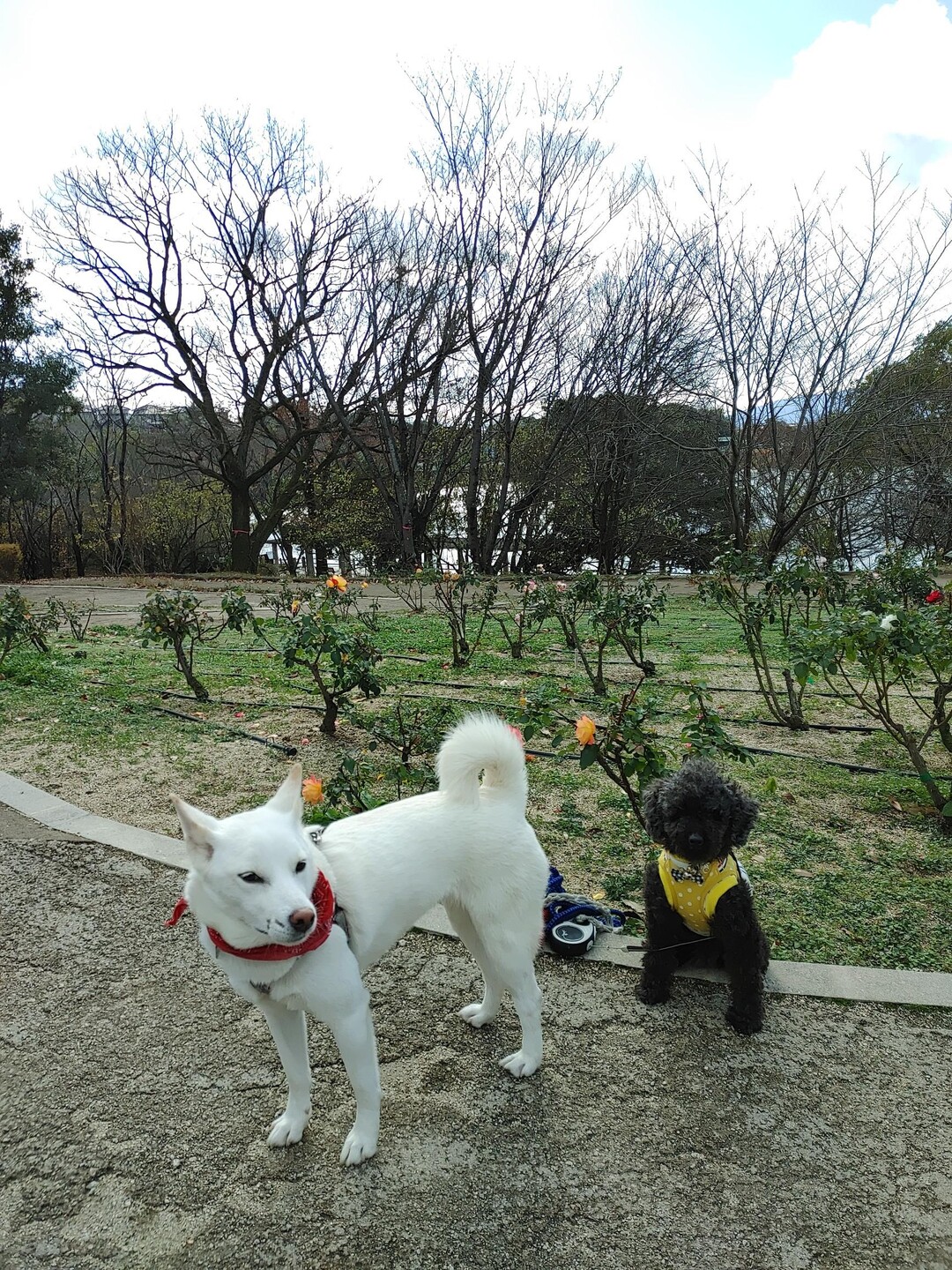 ☀️☃️今朝のお散歩🎶💮 ドッグラン... / GHハコさんのモーメント | YAMAP / ヤマップ