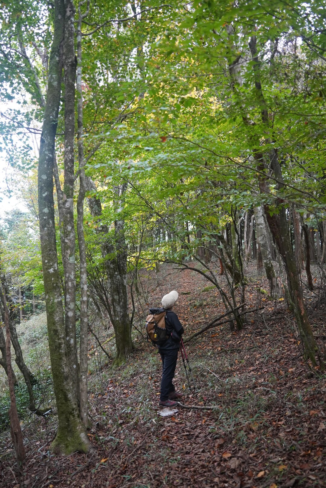 鷹ノ巣山 / obuchanさんの鷹ノ巣山（段戸山）・岩岳・仏庫裡の活動データ | YAMAP / ヤマップ
