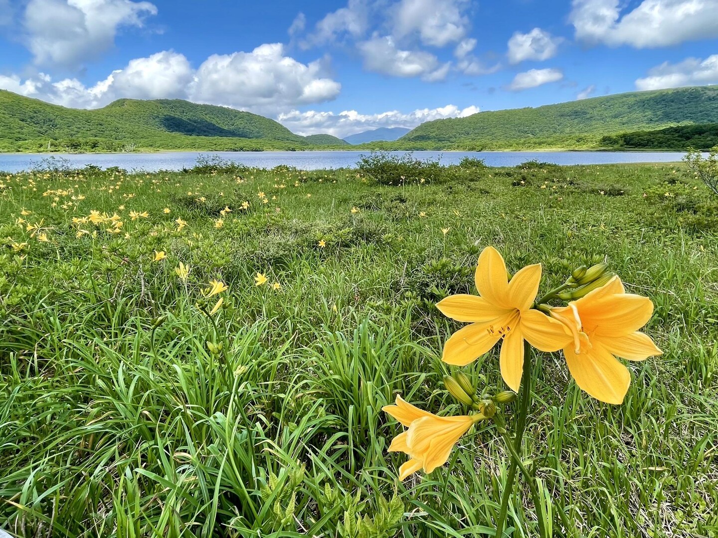 ニッコウキスゲ 雄国沼・猫魔ヶ岳 / zumiさんの磐梯山・雄国山・赤埴山の活動日記 | YAMAP / ヤマップ