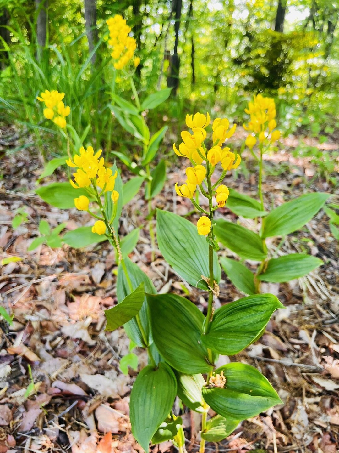 久々のヒルクライム。津久井湖まで。 帰り... / Mijyaさんのモーメント | YAMAP / ヤマップ