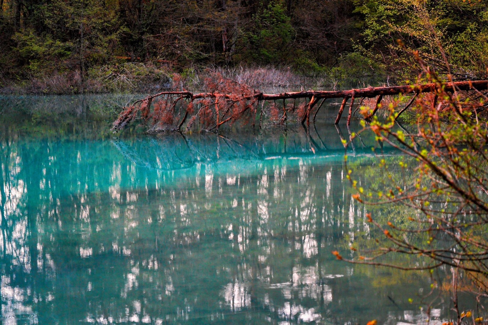 2024.04.29 五色沼 / YUTAさんのウォーキングの活動データ | YAMAP / ヤマップ