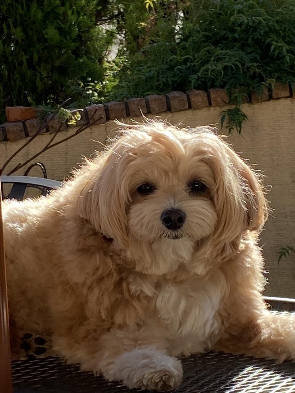 May ちゃんのページ | YAMAP / ヤマップ