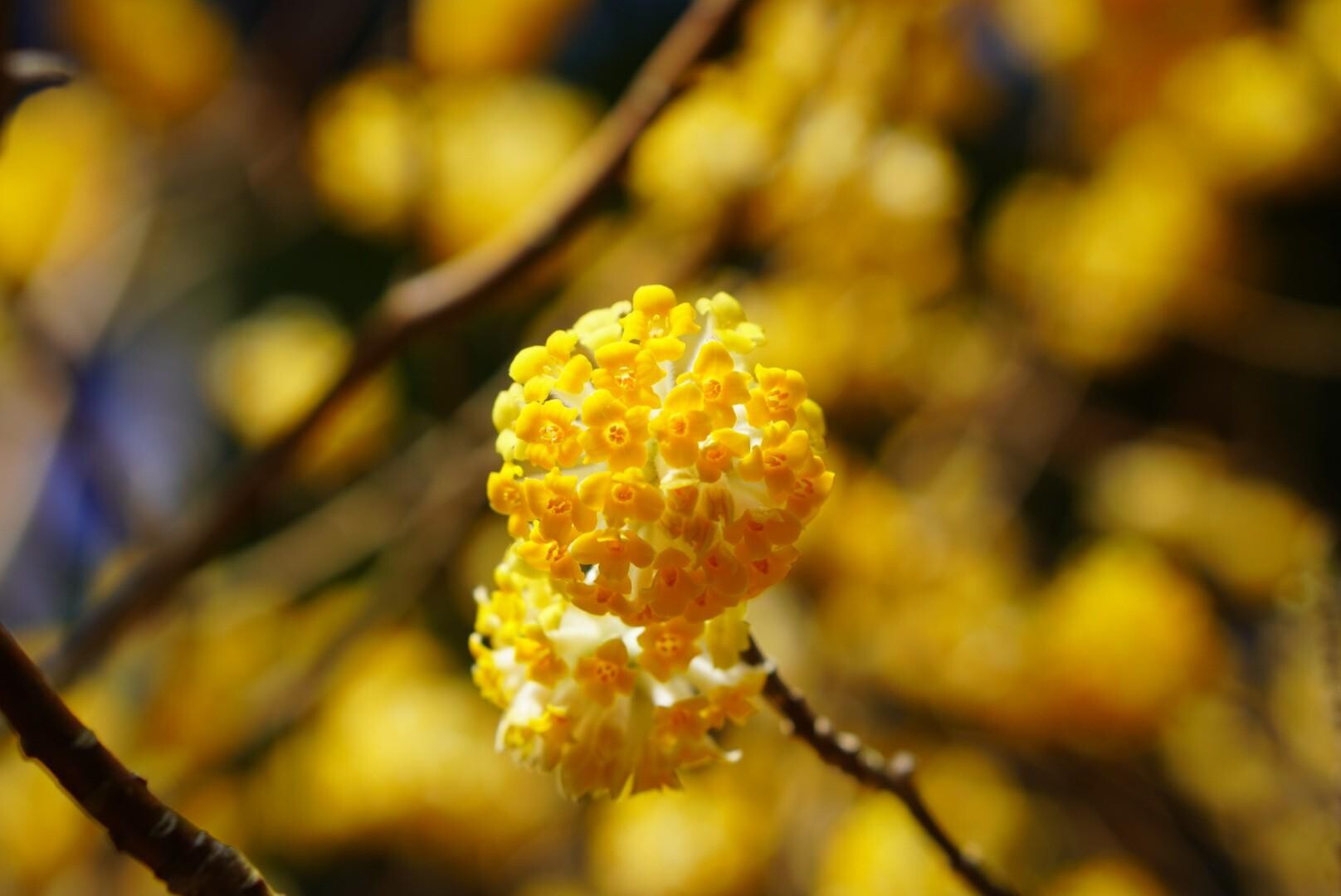 ウォーキング-2024-03-10 / natyuさんのウォーキングの活動データ | YAMAP / ヤマップ