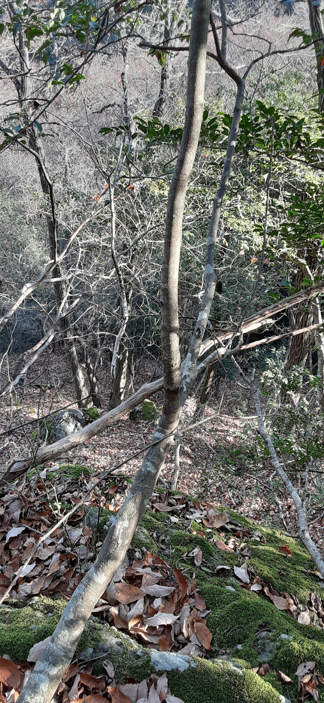 Shinさんの投稿したフィールドメモ | YAMAP / ヤマップ