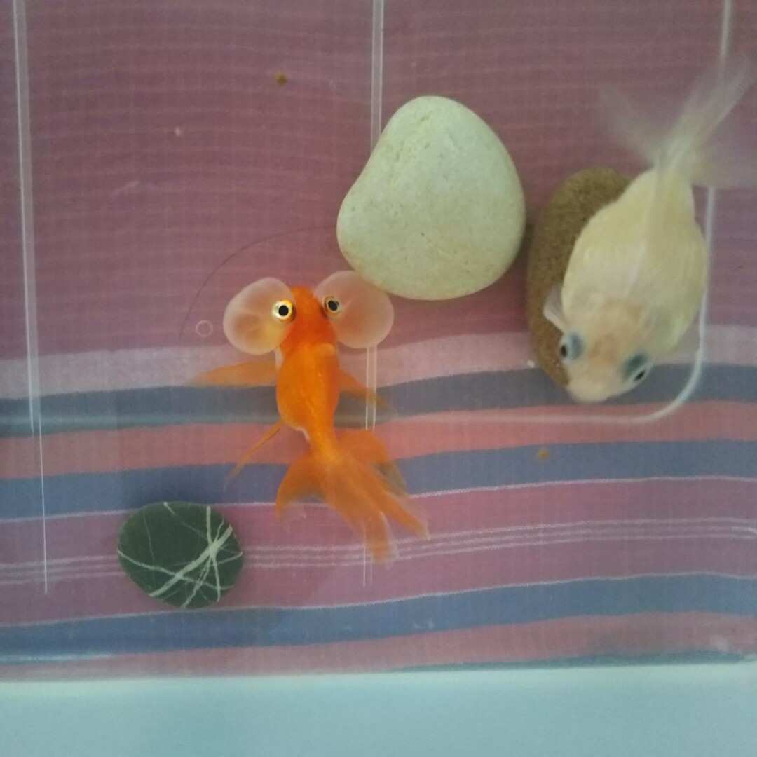 Puyoのページ | YAMAP / ヤマップ