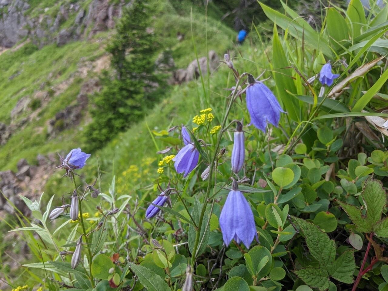 根子岳 / Yuichiroさんの四阿山・根子岳の活動データ | YAMAP / ヤマップ