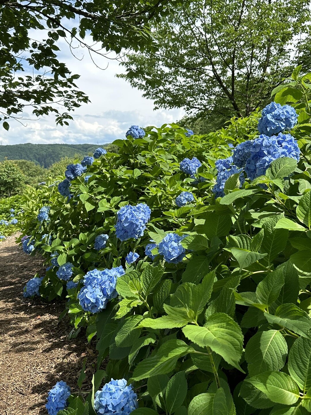 観音山 / maiさんの三条市の活動データ | YAMAP / ヤマップ