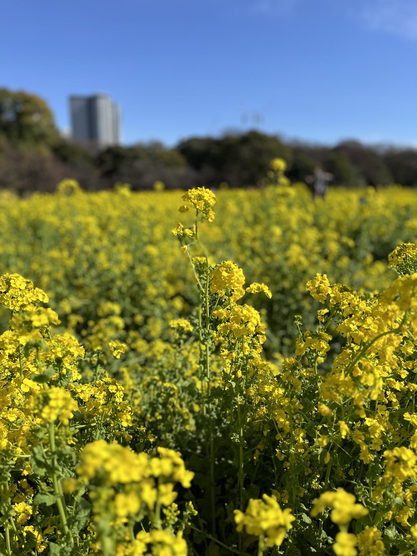 浜離宮 菜の花2025/3/17 / SuginさんのTokyo Tree Trek (Section 6)の活動データ | YAMAP / ヤマップ