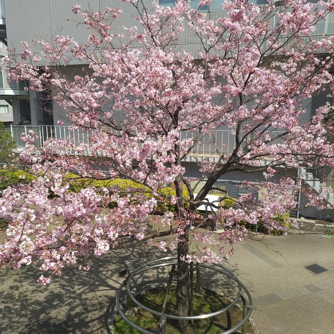 TWA 第16回 神田川さくらウォーク / 釋称念（しゃくしょうねん）さんの東京都23区 中央エリアの活動データ | YAMAP / ヤマップ