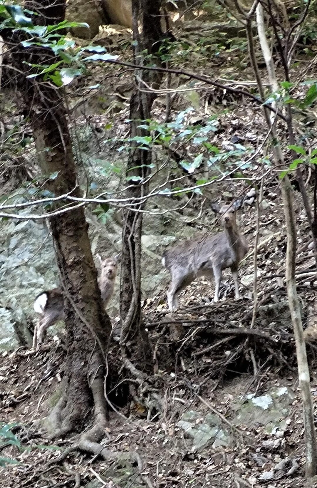 登り初め 笠置山 / anto SSさんの笠置山の活動データ | YAMAP / ヤマップ
