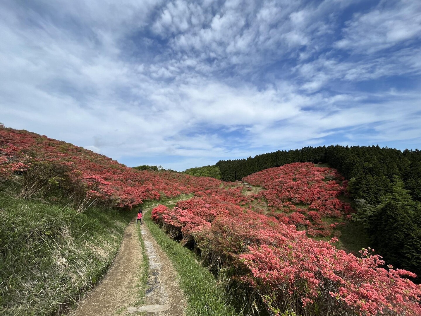 ツツジの大和葛城山 / ORIEさんの金剛山・二上山・大和葛城山の活動データ | YAMAP / ヤマップ
