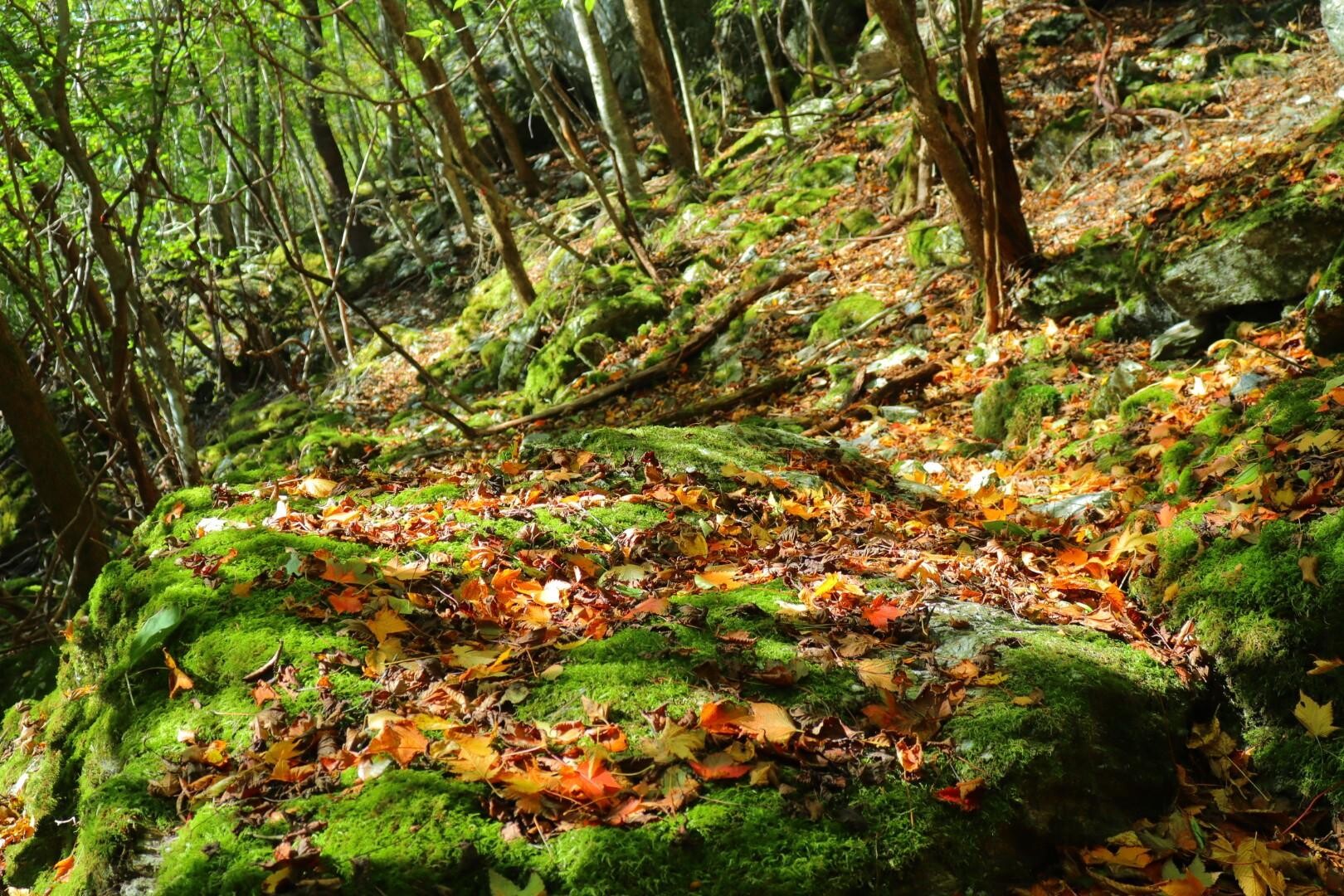 高板山 / Miekaさんの御在所山・大星山の活動データ | YAMAP / ヤマップ