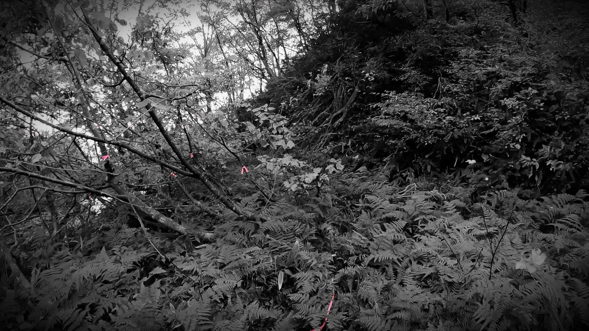 こ…怖かった（泣） 先日訪れた高島ト... / NAOZOさんのモーメント | YAMAP / ヤマップ