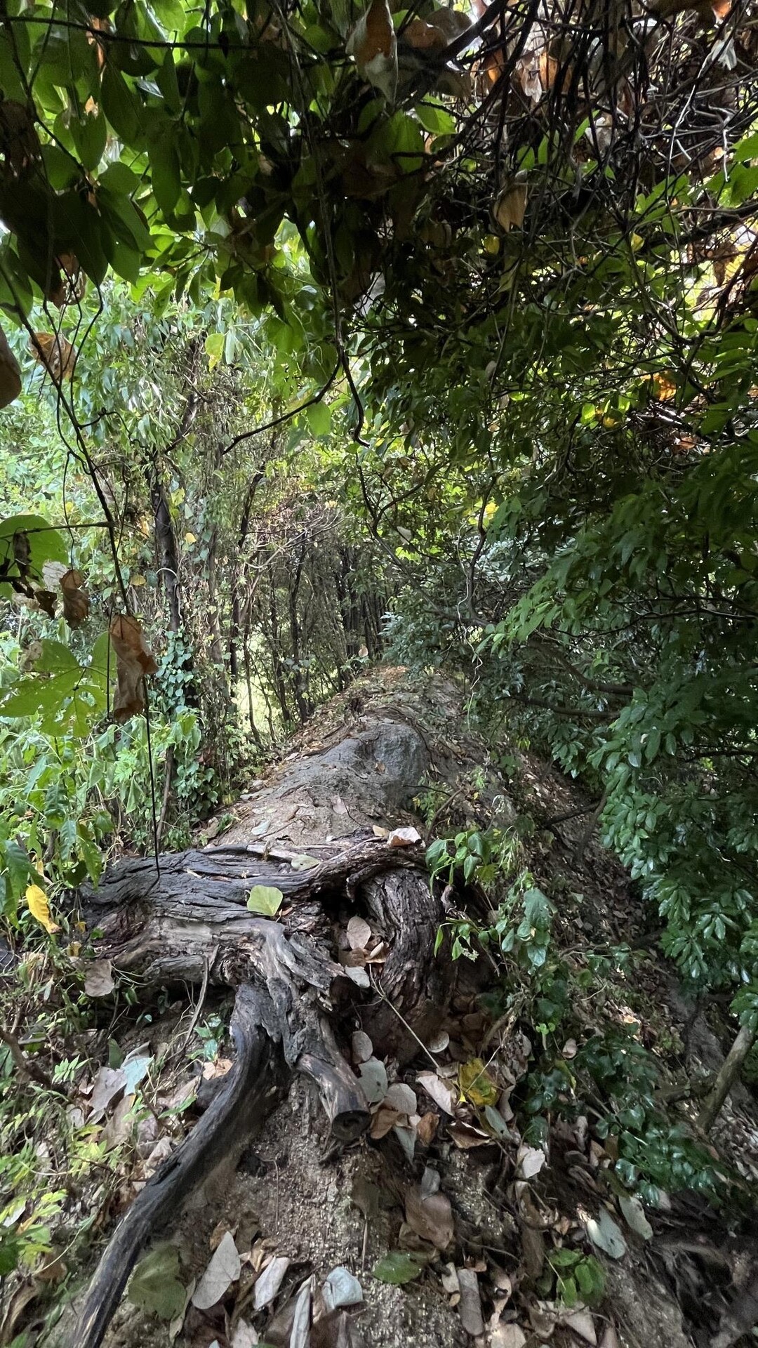 石ヶ岳 / jan4422さんの登山の活動データ | YAMAP / ヤマップ