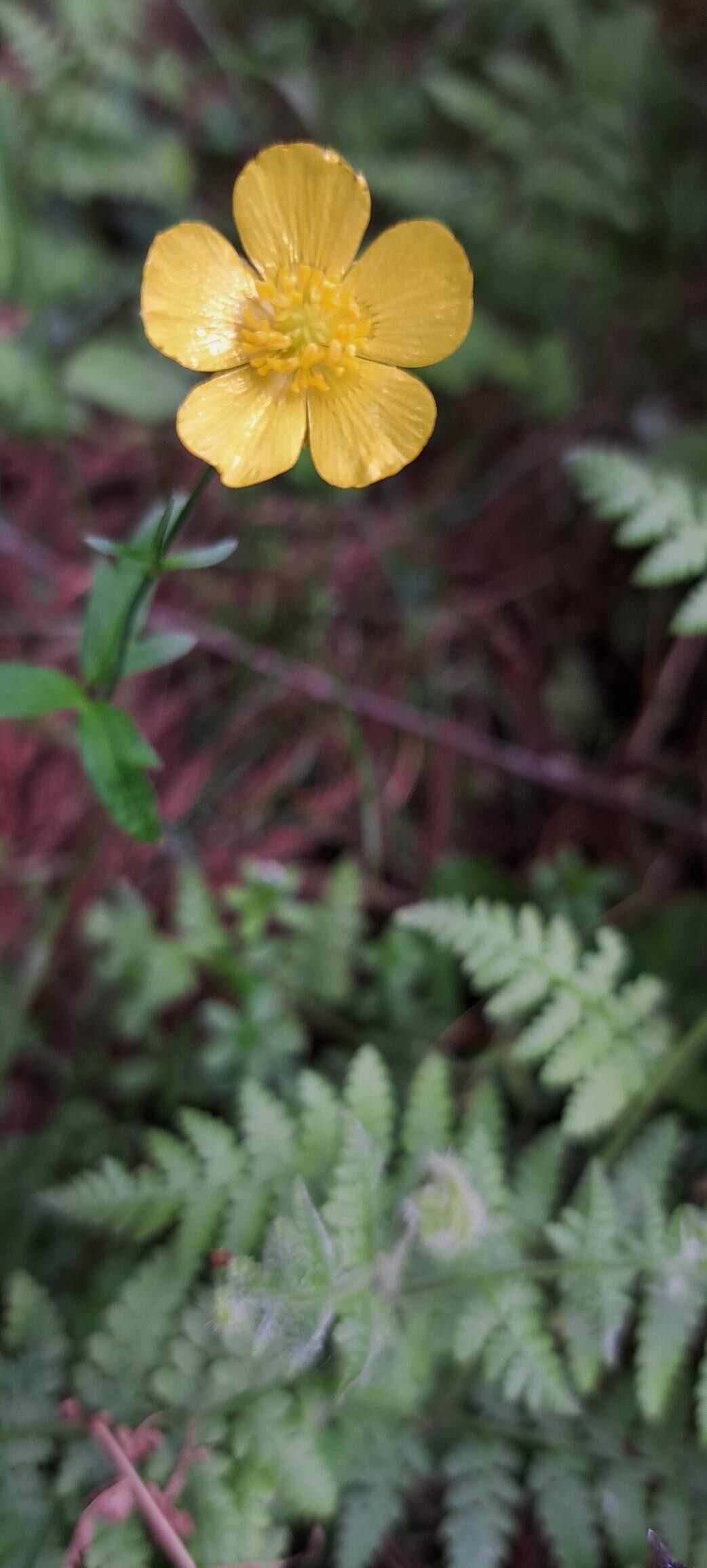 リベンジハイク⭐松尾山 / nontanさんの霊仙山の活動データ | YAMAP / ヤマップ