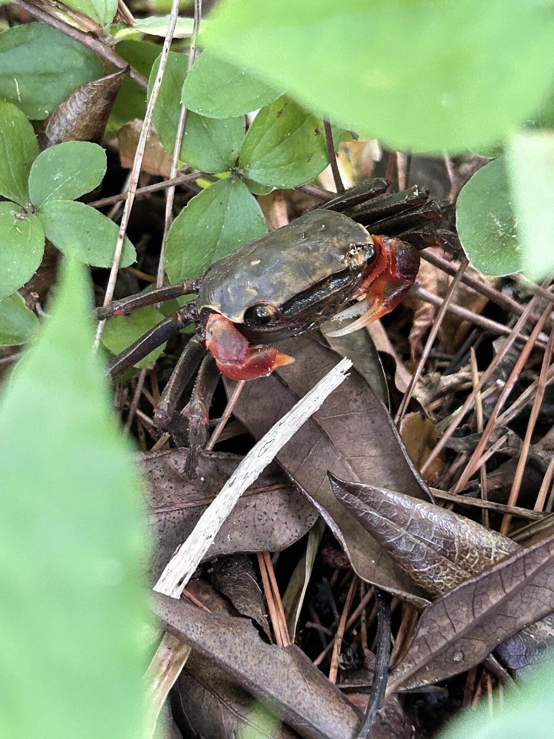 牛臥山 内浦造船キス / MC HIROさんの沼津アルプス・鷲頭山・香貫山の活動データ | YAMAP / ヤマップ