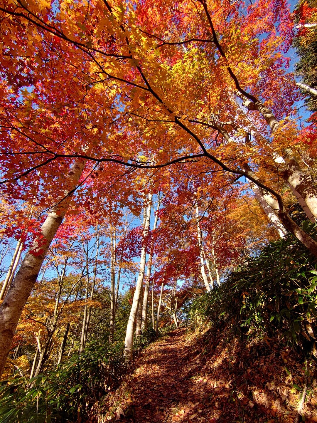 牛曳山・伊良谷山・毛無山・烏帽子山・吾妻山・比婆山 / Sarahさんの比婆山・立烏帽子山・吾妻山の活動データ | YAMAP / ヤマップ