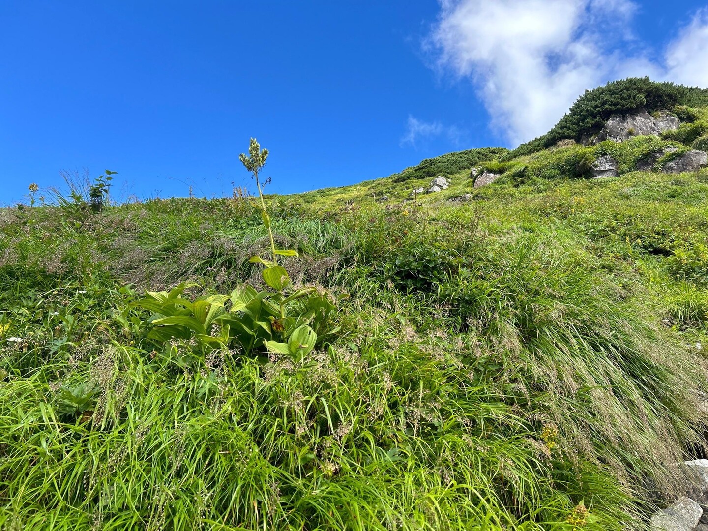 幌尻岳 日本百名山99座目 ㊗️山友さん100座達成おめでとう / papeさんの幌尻岳・戸蔦別岳・伏美岳の活動日記 | YAMAP / ヤマップ