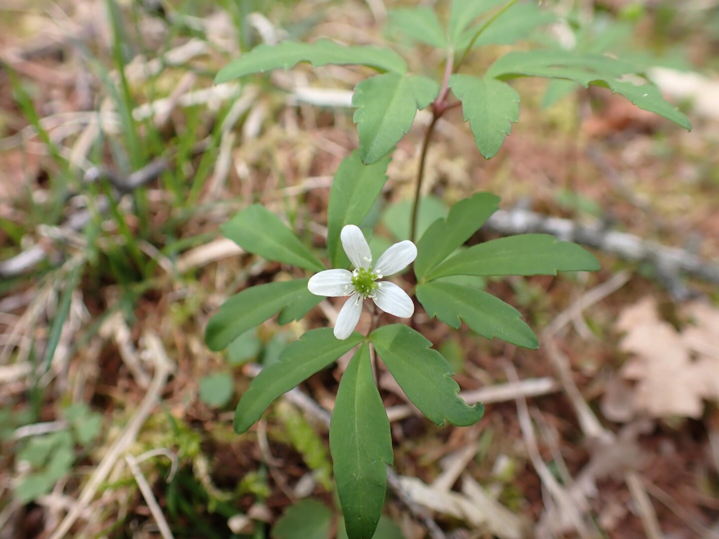 村上山 / yudoburiさんの湯ノ丸山・角間山・鍋蓋山の活動データ | YAMAP / ヤマップ