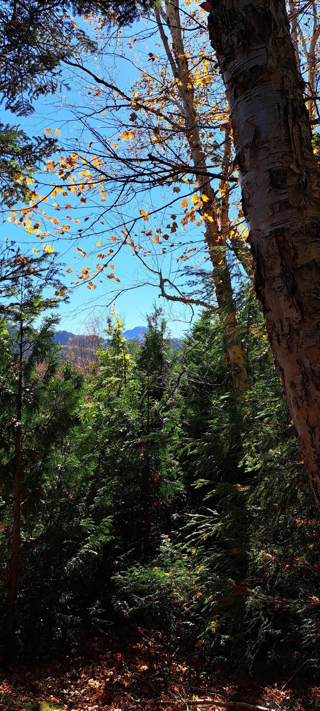HPﾅｸﾅﾘ途中ﾏﾃﾞ鬼怒沼-2024-10-20 / はるさんの鬼怒沼山・物見山・黒岩山の活動データ | YAMAP / ヤマップ