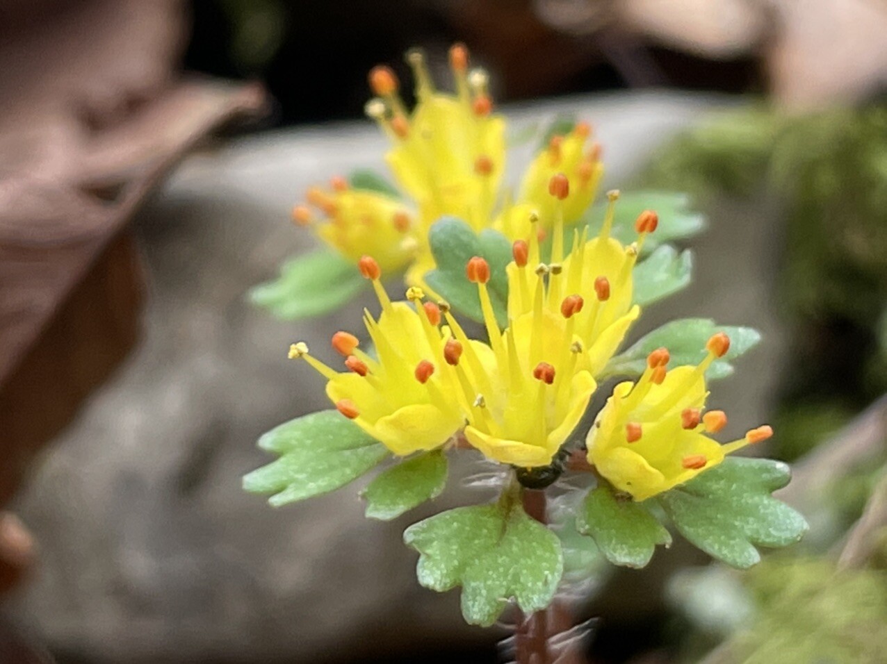 Laniのページ | YAMAP / ヤマップ