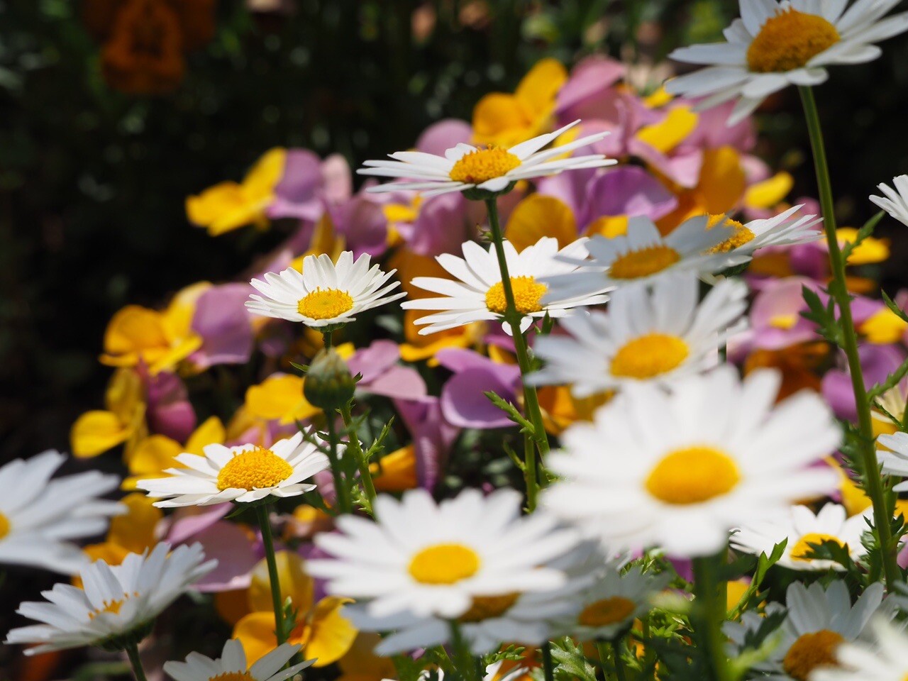本日母親と家の近くの散歩道をお散歩してき... / YURIさんのモーメント | YAMAP / ヤマップ