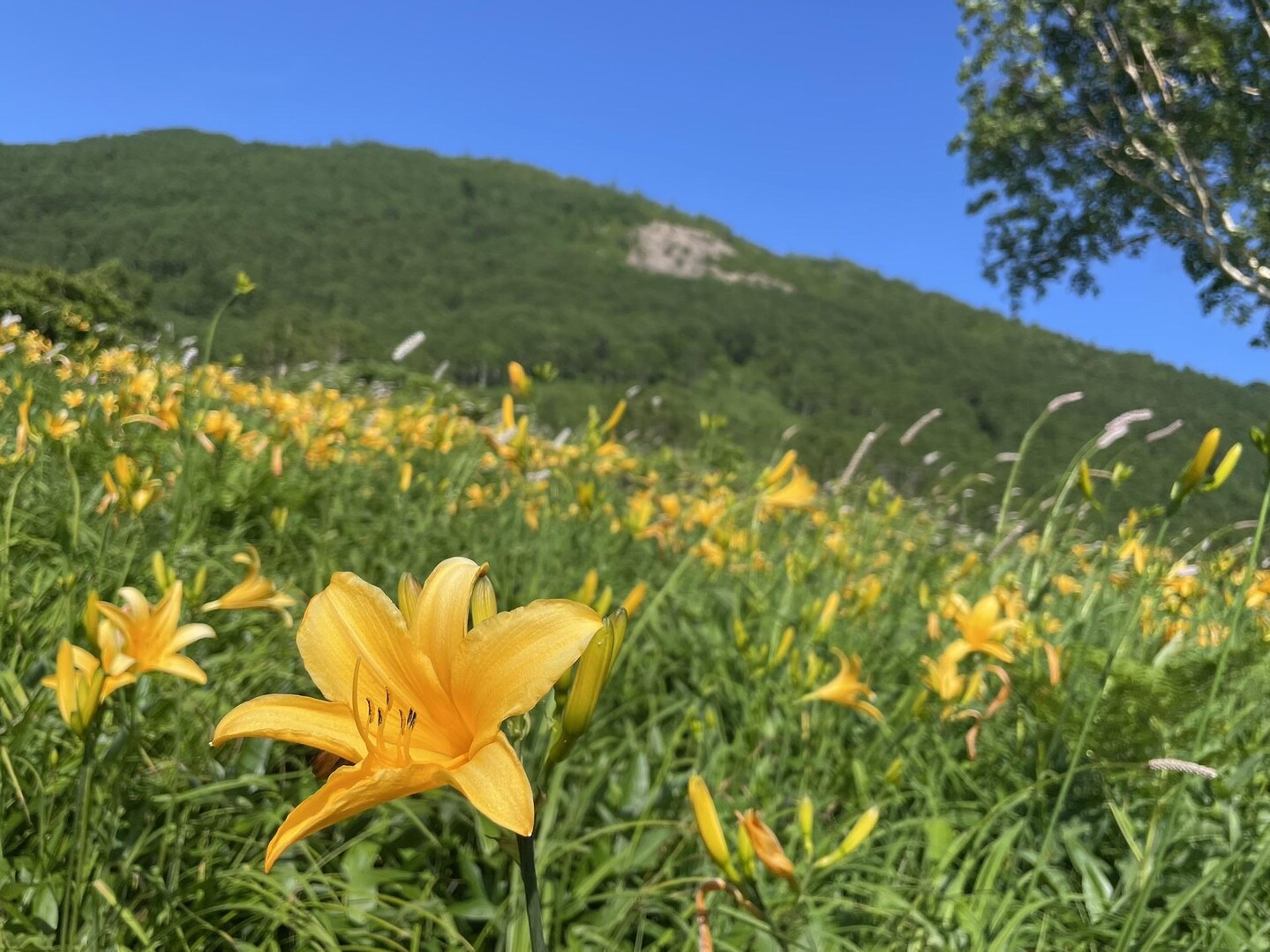 お花畑と絶景の野反湖へ〜 / eriさんの白砂山・堂岩山・八間山の活動データ | YAMAP / ヤマップ