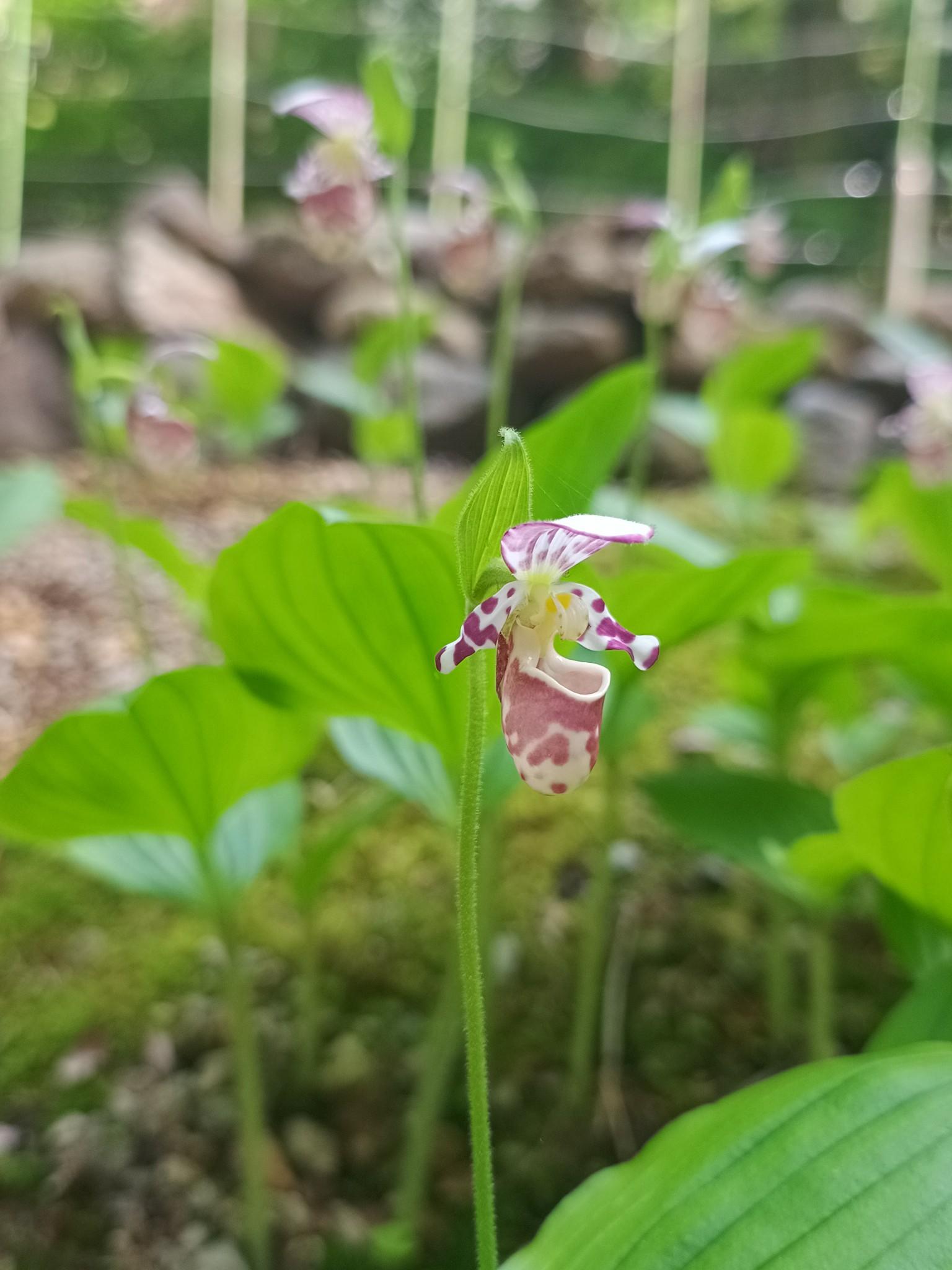 男鹿三山 / EMMAさんの男鹿半島の活動データ | YAMAP / ヤマップ