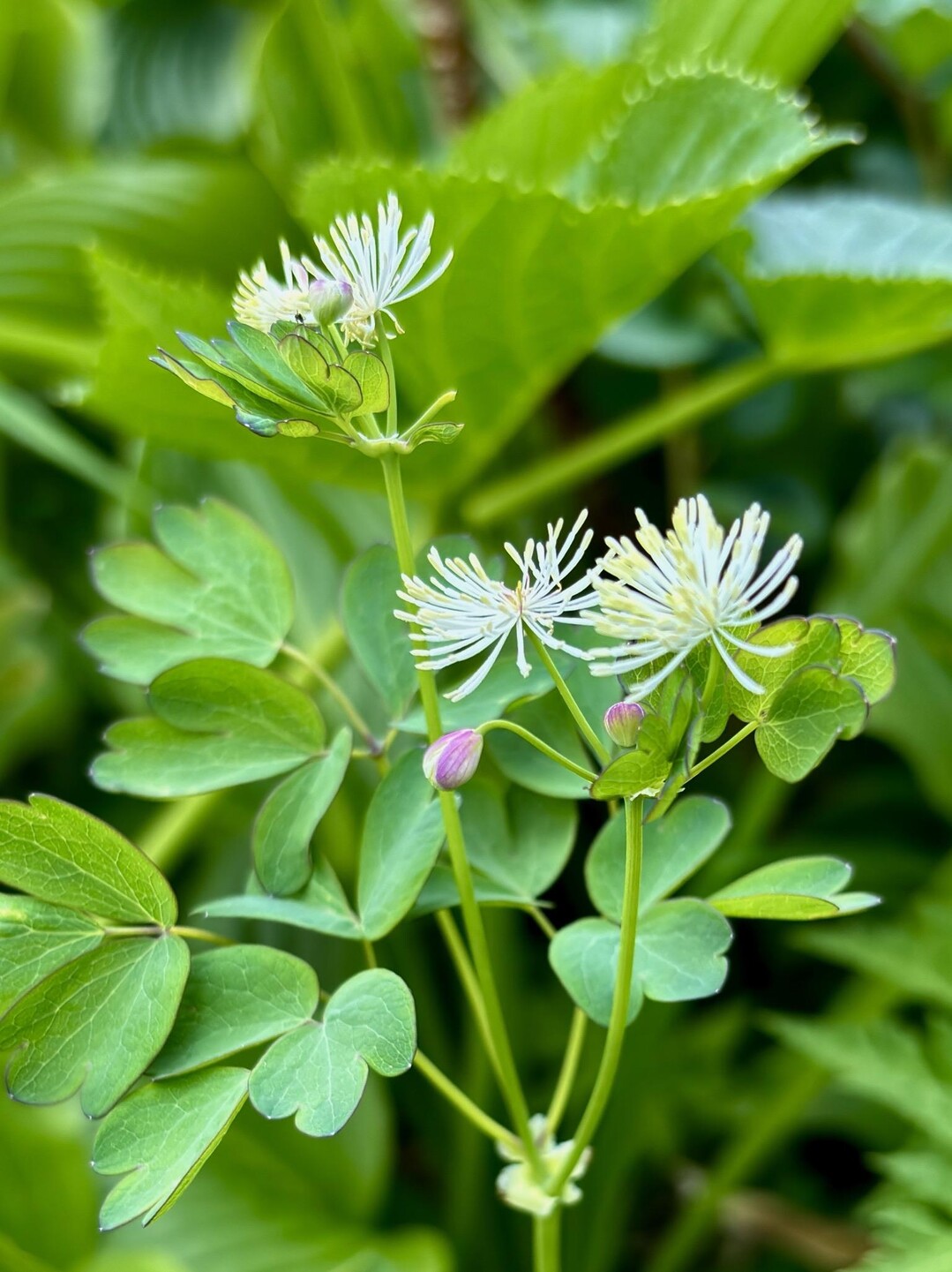 釈迦岳前峰 / SYUU Gさんの白山・別山・銚子ヶ峰の活動データ | YAMAP / ヤマップ