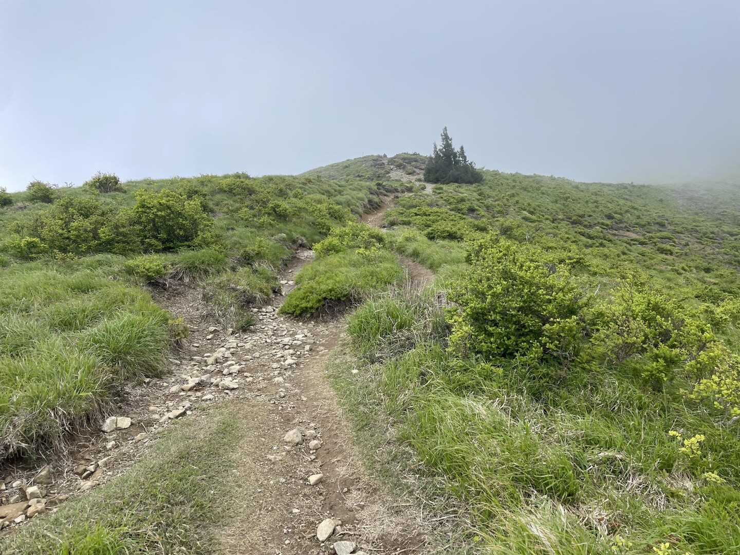 武奈ヶ岳 / watsonさんの比良山地・武奈ヶ岳・釈迦岳の活動データ | YAMAP / ヤマップ