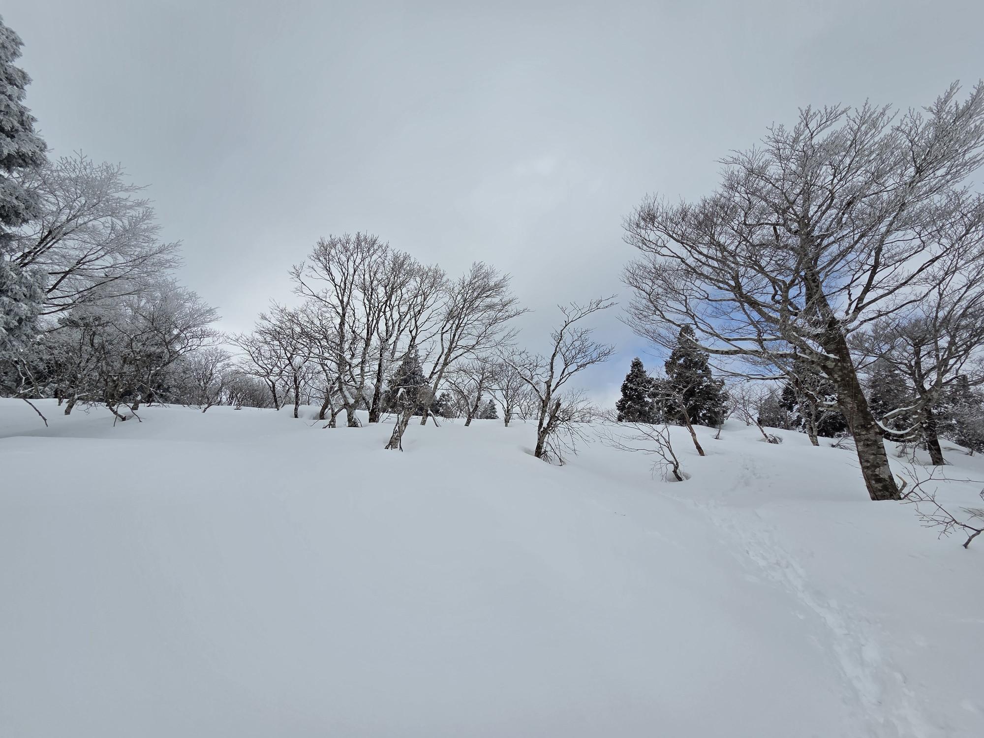 なんちゃってBC 恐羅漢山・旧羅漢山 / hirobonさんの恐羅漢山の活動データ | YAMAP / ヤマップ