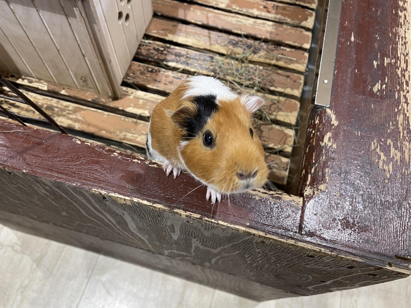 天保山 / taki-yanさんの生駒山・神津嶽・大原山の活動データ | YAMAP / ヤマップ