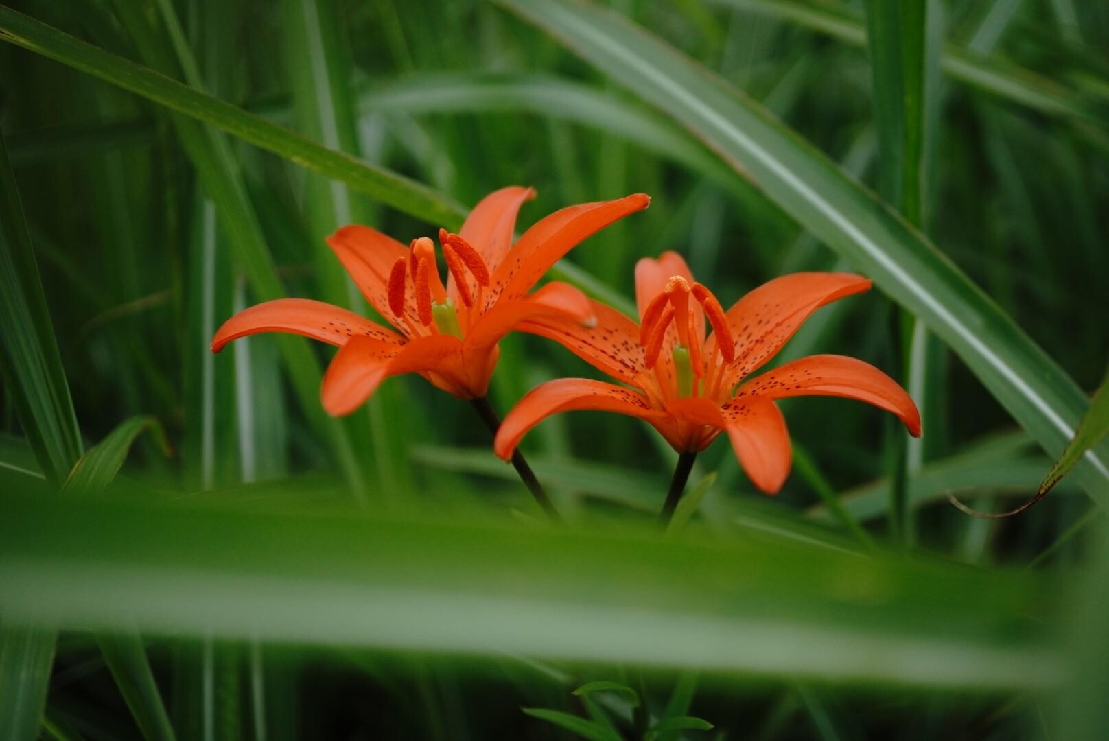 四国カルスト 天狗ノ森 / 咲くsakuさんの天狗ノ森（天狗高原）・黒滝山の活動データ | YAMAP / ヤマップ