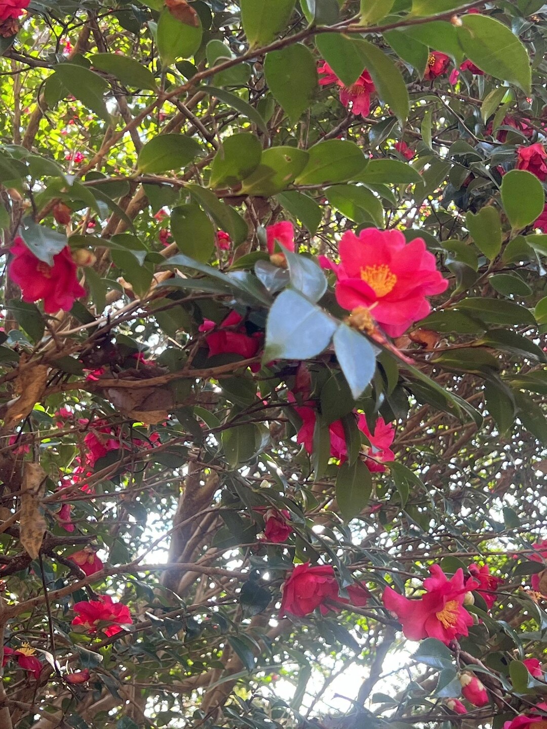 二上山（雌岳） / し〜ちゃんさんの葛城修験エリアマップ（二上山周辺）の活動データ | YAMAP / ヤマップ