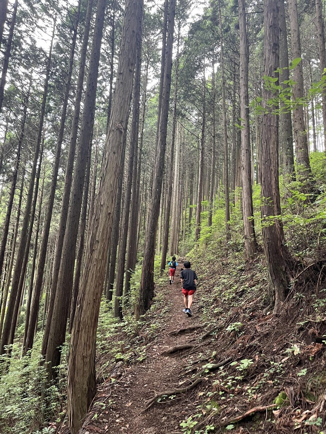 午後練 / 山と飯 U.L.HIKEさんの大岳山・御岳山・御前山の活動データ | YAMAP / ヤマップ