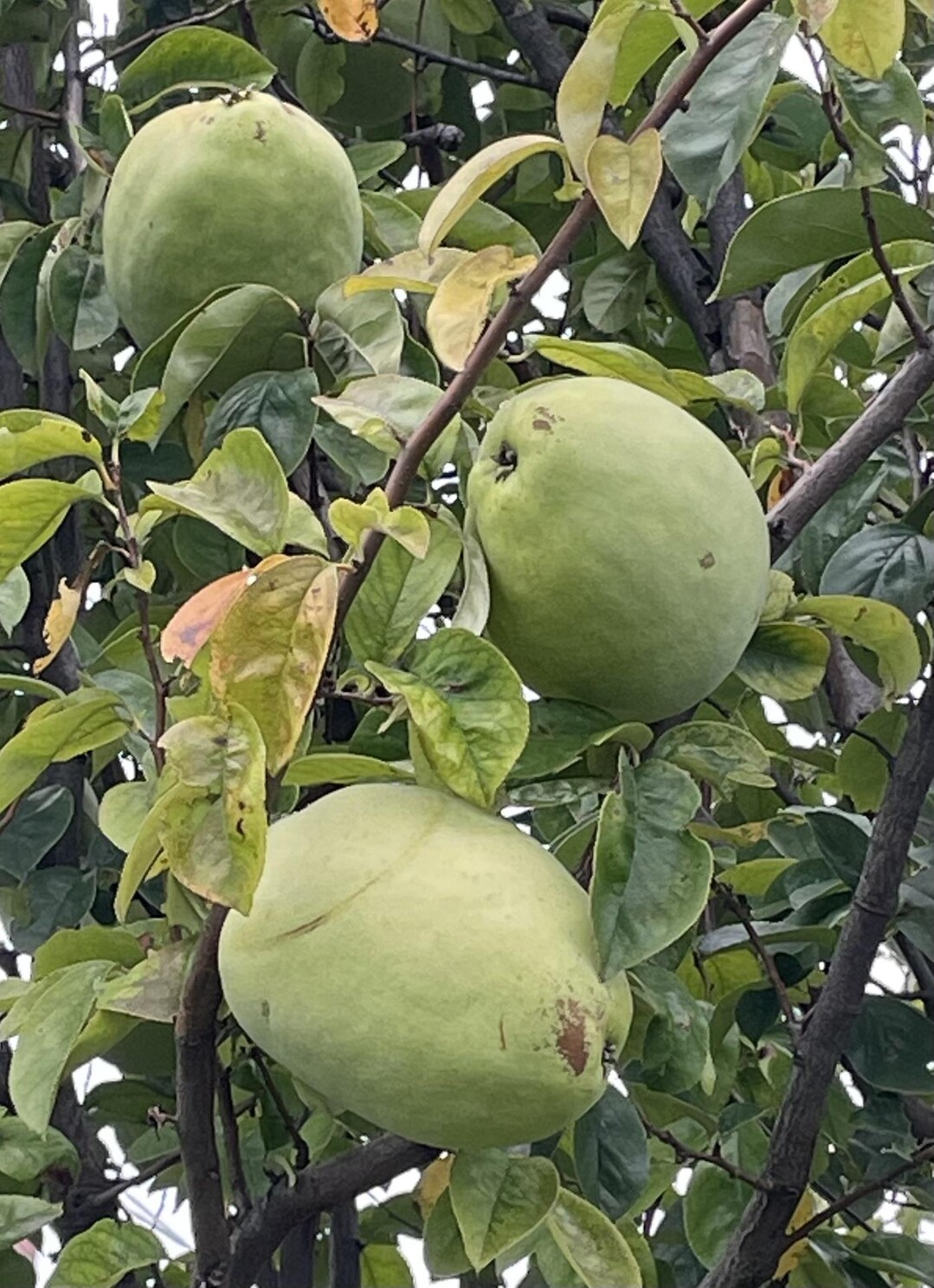 実りの秋日課ウォーキング / ken-3さんの狭山市の活動データ | YAMAP / ヤマップ