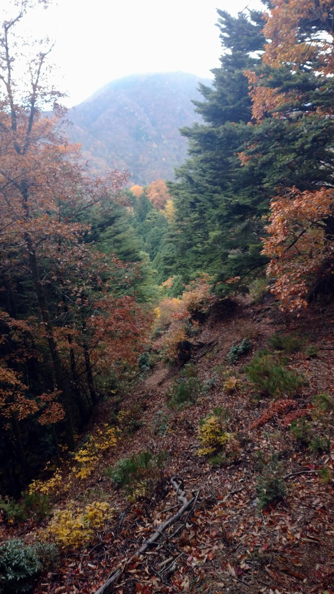 shinpeiさんの投稿したフィールドメモ | YAMAP / ヤマップ